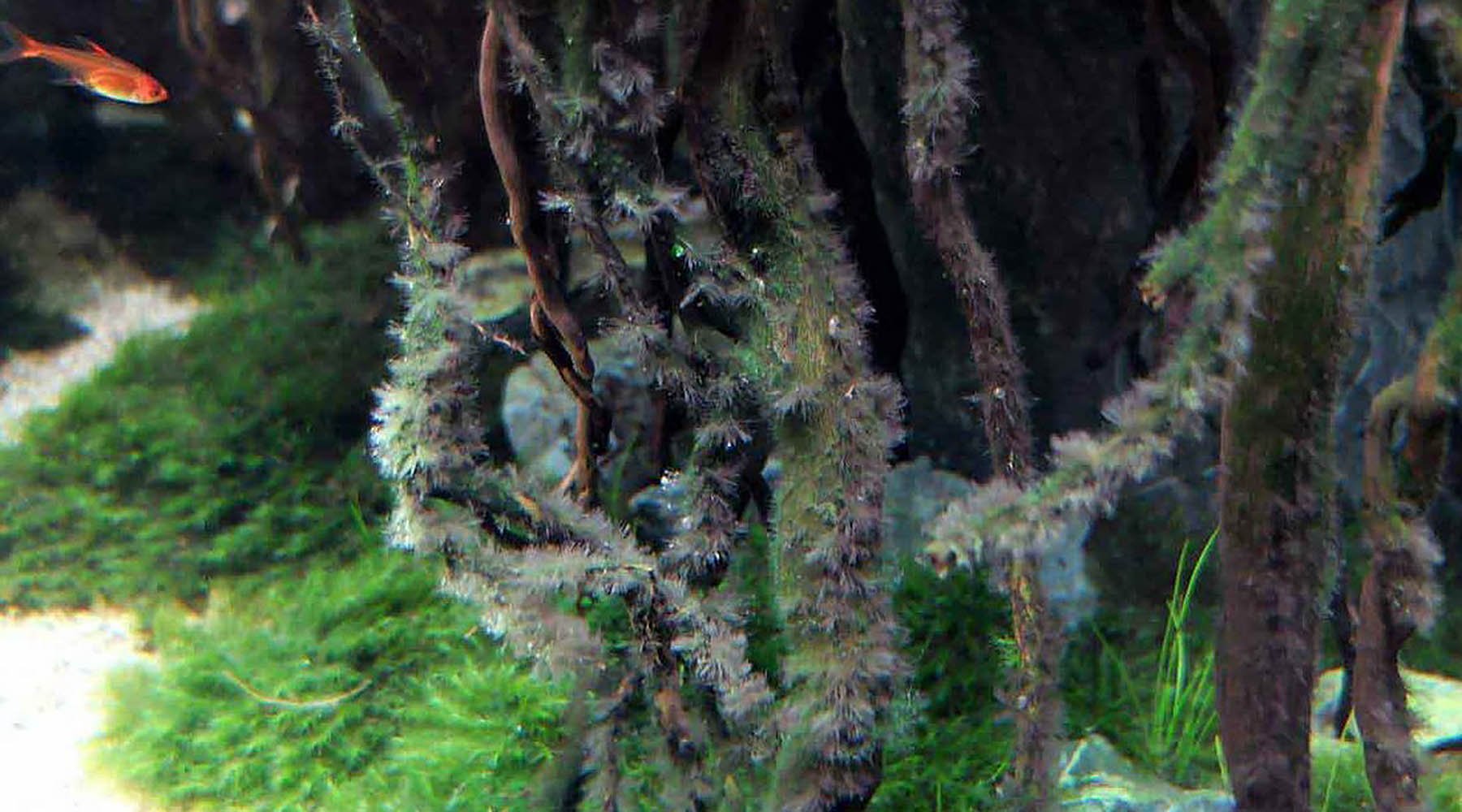Common Aquarium Algae Types & How to Remove Them | SevenPorts