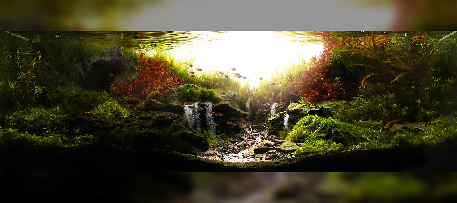 Planted Aquariums: Complete Guide for Beginners | SevenPorts