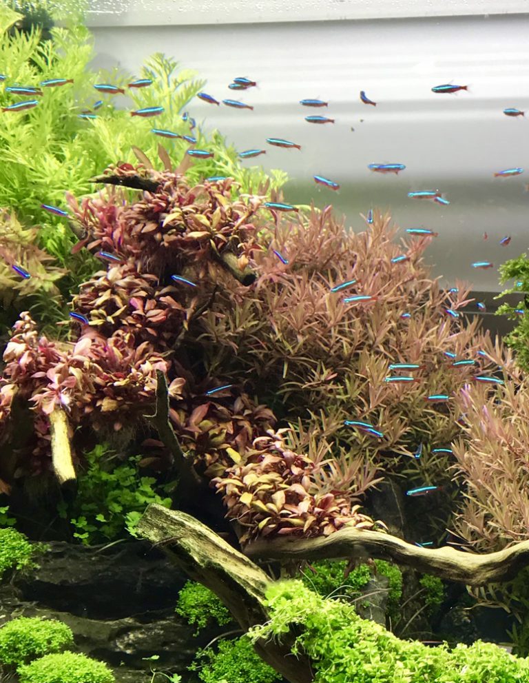 Sevenports - Nano Aquariums, Planted Aquarium Experts
