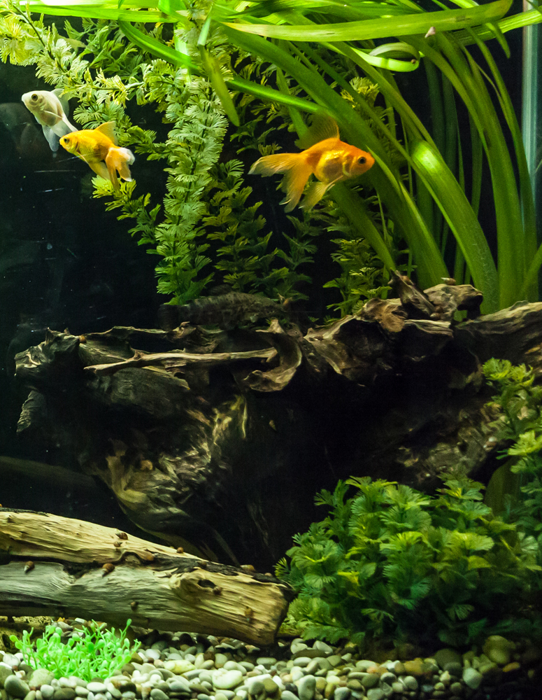 Mr. Aqua Tanks & Rimless Aquariums | SevenPorts