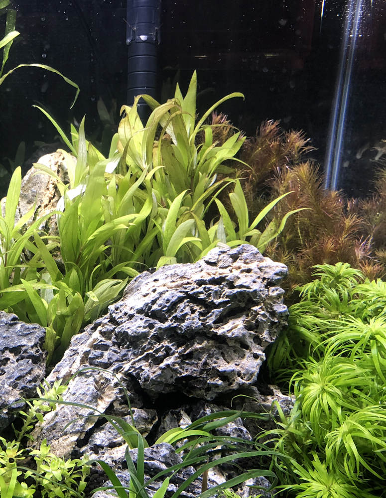 Mr. Aqua Tanks & Rimless Aquariums | SevenPorts