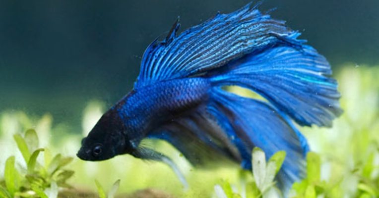 Top Betta Fish Tank Mates - Sevenports Nano Aquariums