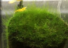 Common Aquarium Algae Types & How to Remove Them | SevenPorts