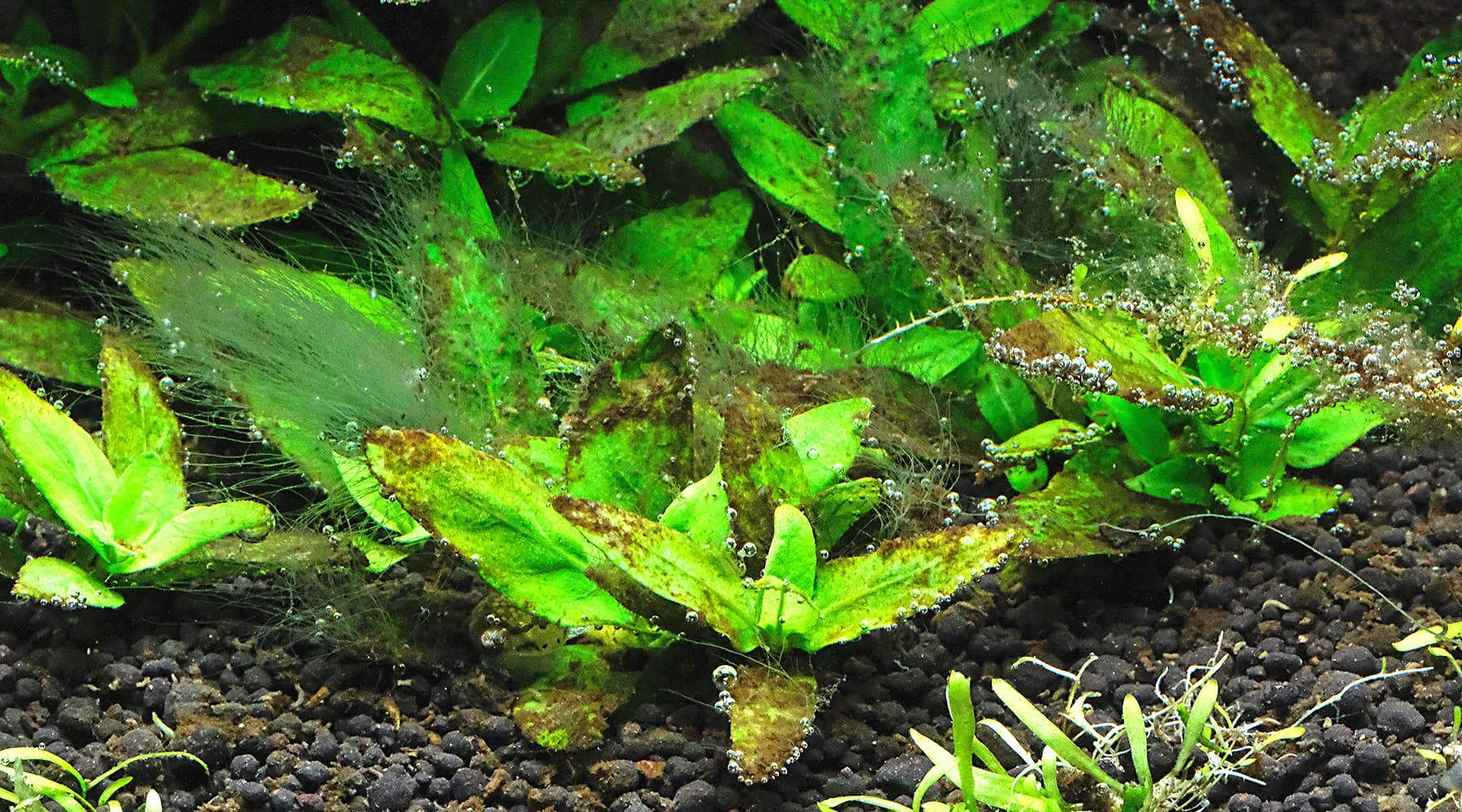 Common Aquarium Algae Types & How to Remove Them | SevenPorts