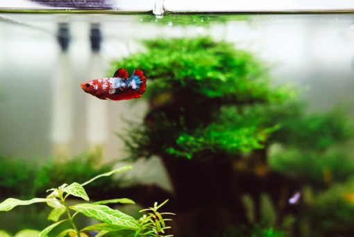 Complete Betta Fish Care Guide | SevenPorts