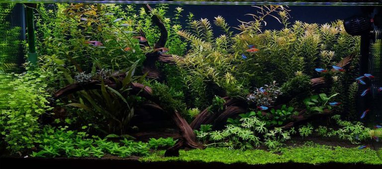 Aquascaping Tanks & Aquariums: Supplies, Rocks, Ideas - Sevenports